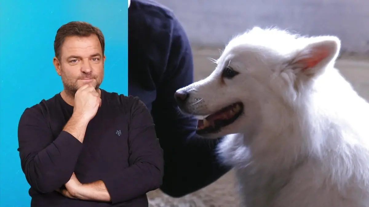 Neuer Name und neues Leben: Die Geschichte von Spitz Robbie bringt ...