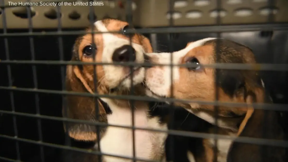 Rettungsaktion: 100 Beagle bekommen ein neues Zuhause