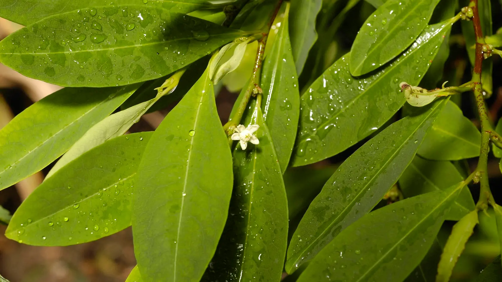 Pampasgras, Cannabis, Salbei: Diese Pflanzen sind in euren Gärten verboten