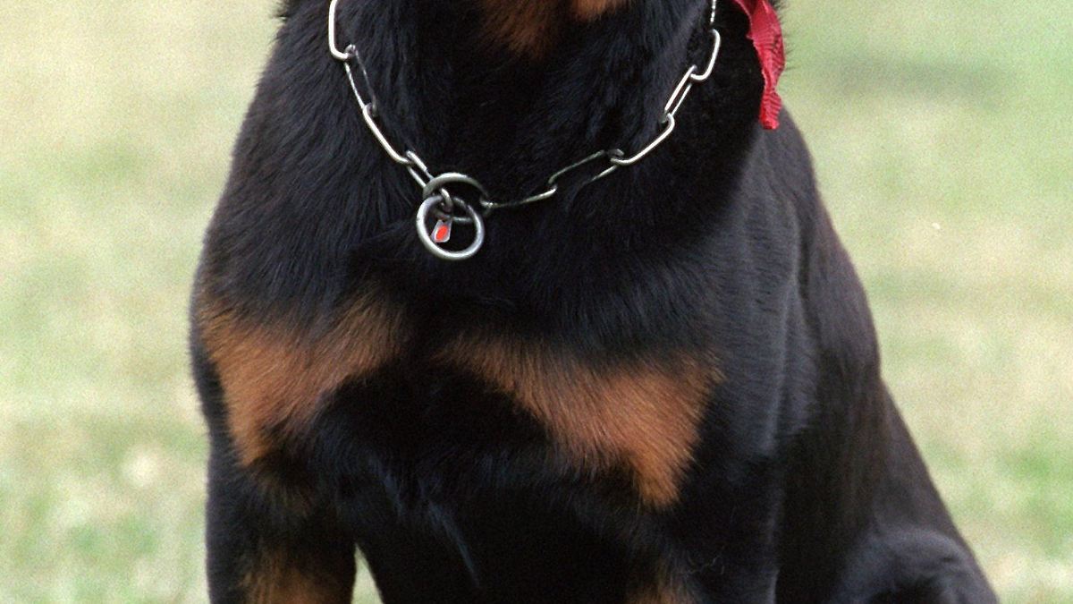 England: Rottweiler außer Kontrolle greift Menschen an - fünf Verletzte