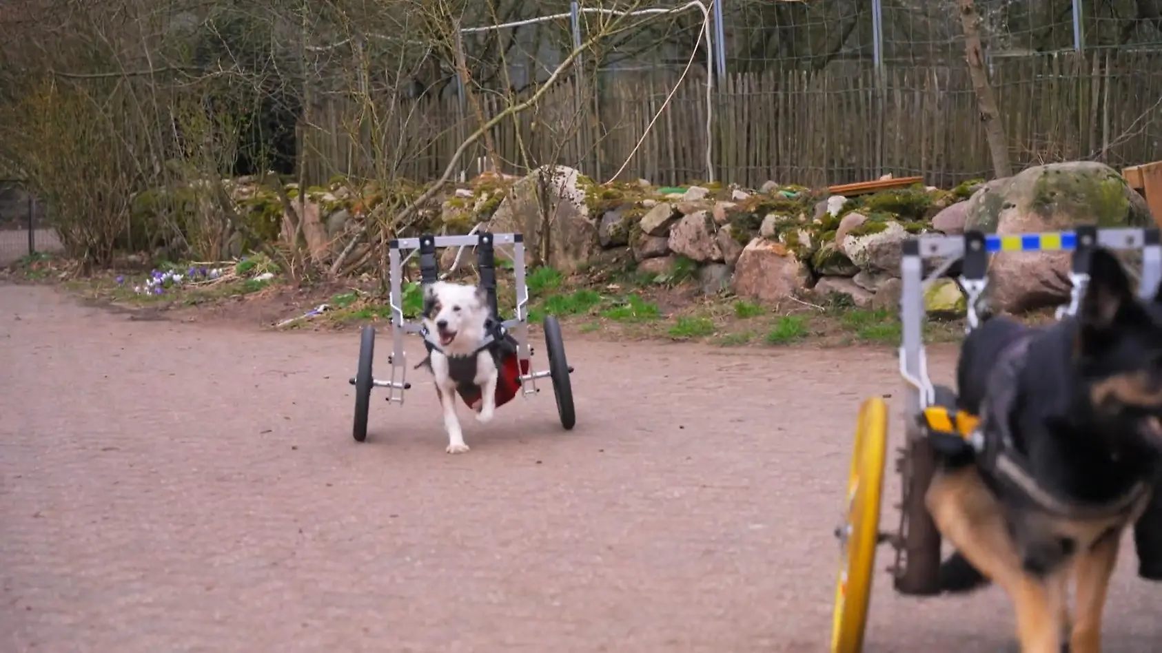 Tiere: Alles zur Haltung und Pflege von Haustieren