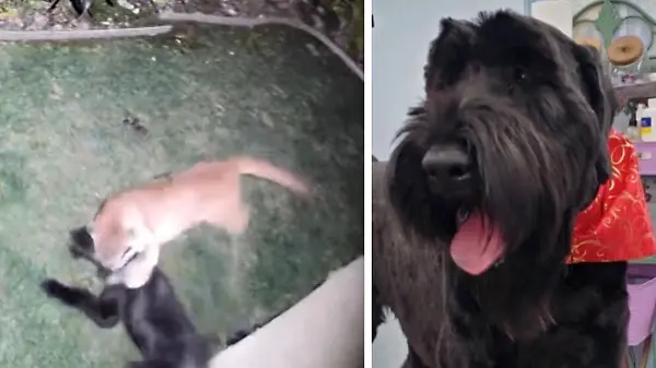 Es war doch kein Puma!: Dieses Tier hat Hündin Holly angegriffen