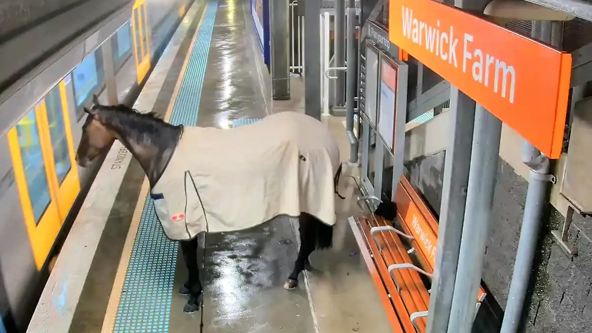 Gaul sattelt um: Ist das etwa ein BahnHUF? Pferd am Gleis statt auf dem ...