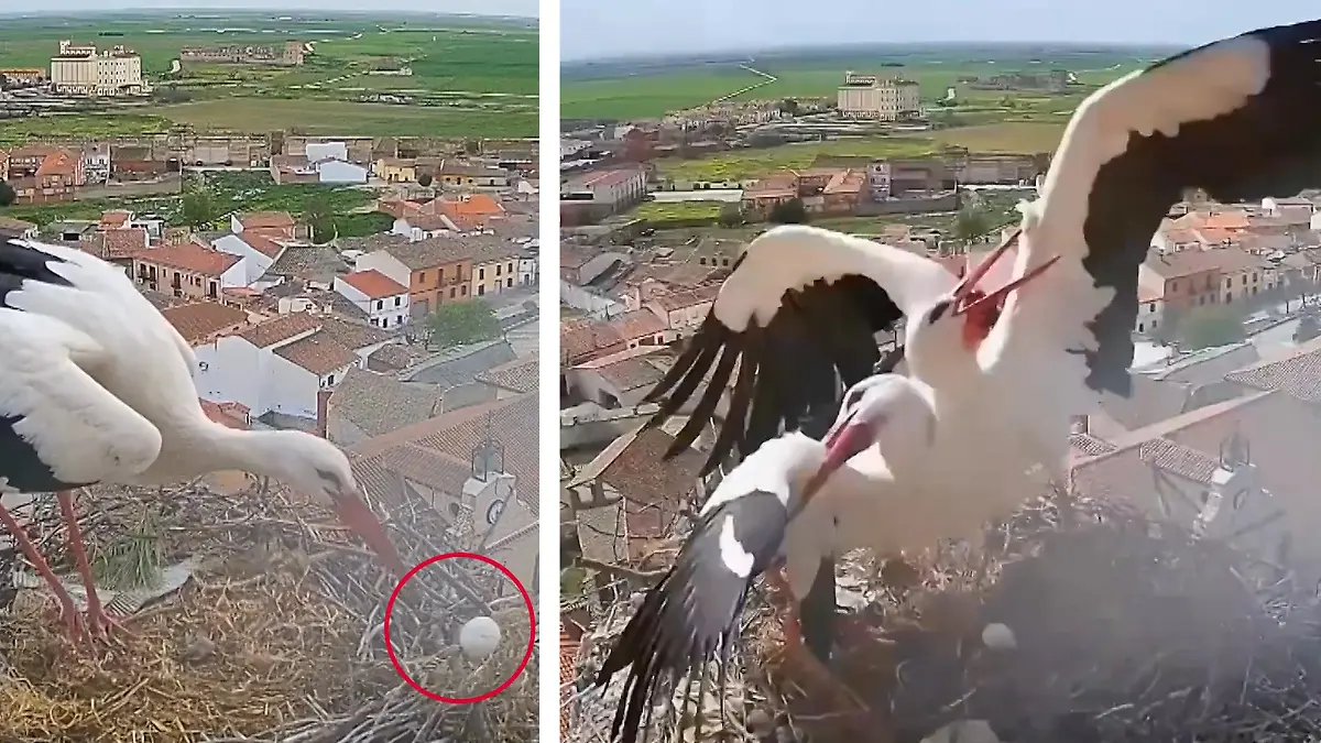 Sachsen: Dieser Terror-Storch hat wohl nen Vogel!