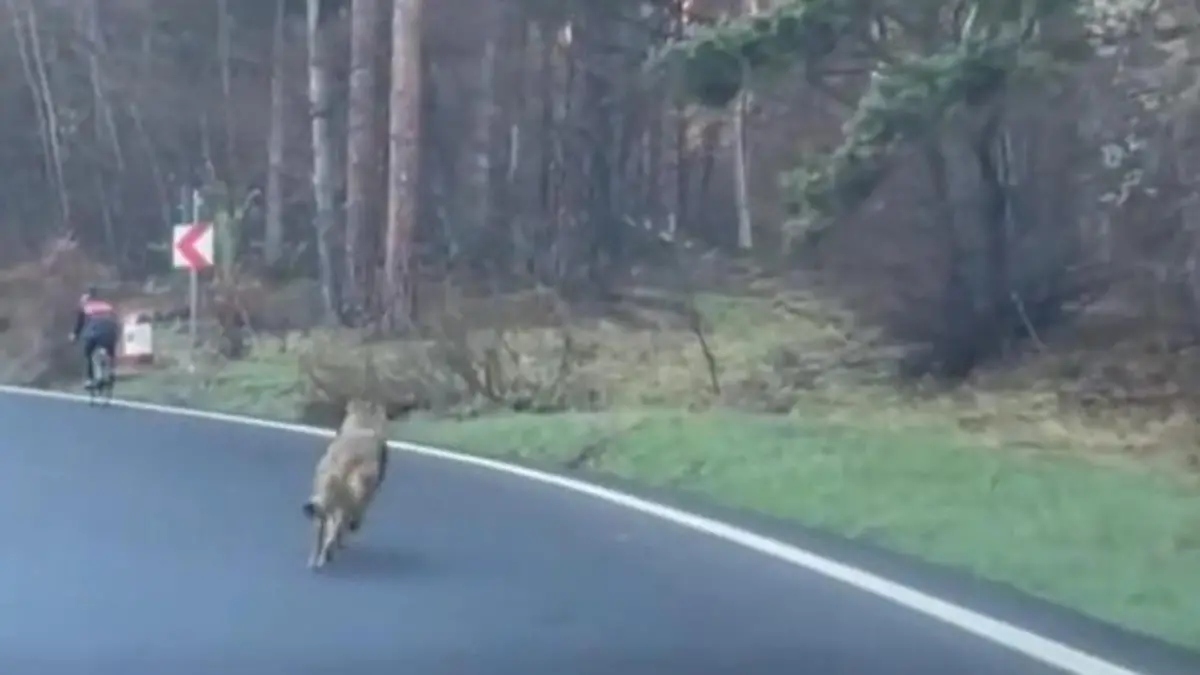 Indien: Wölfe töten neun Menschen - Jagd auf Raubtiere eröffnet