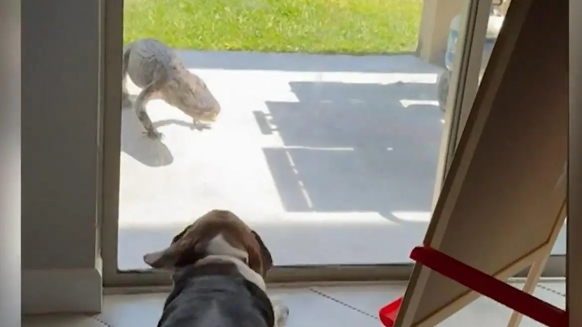 Kroko-Schock auf der Terrasse!: Hund oder Alligator - wer hat hier mehr ...