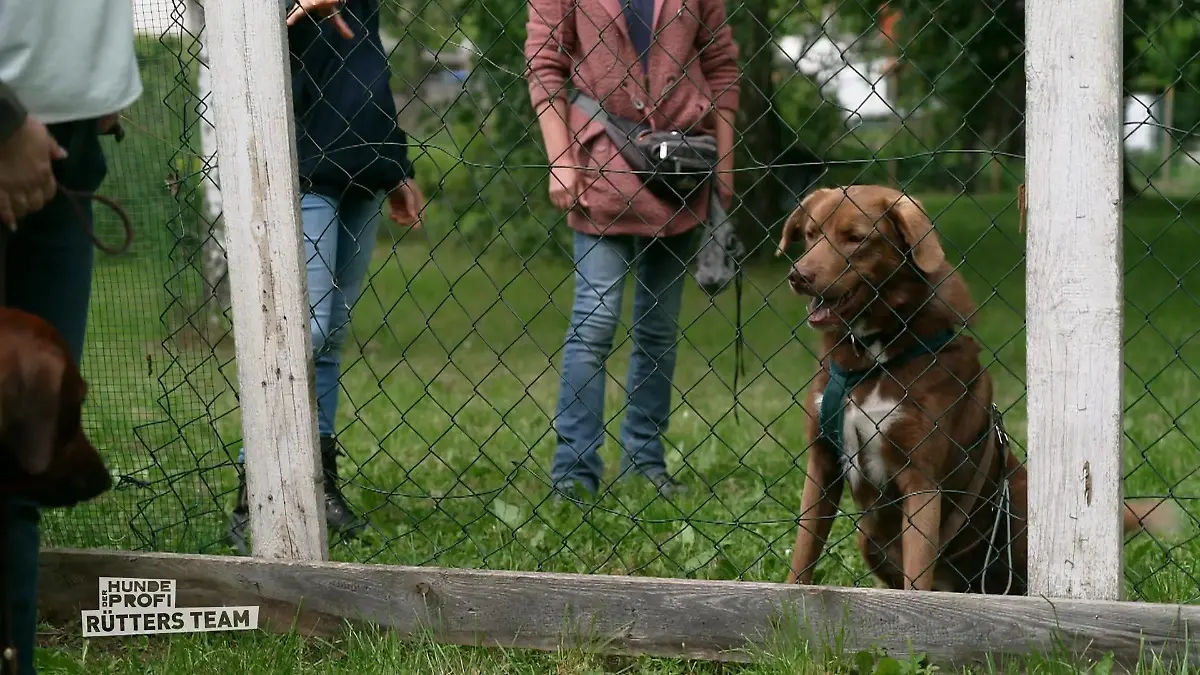 Wild und unsicher: Aleksi hat sofort Puls, wenn ein Hund in die Nähe kommt