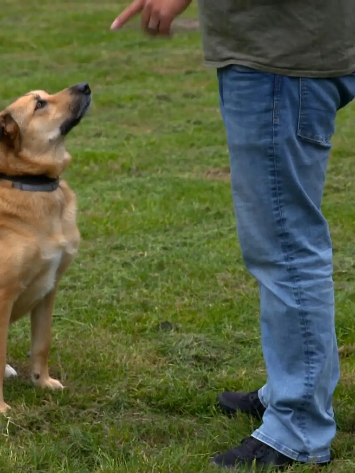 Nur kleine Erfolgserlebnisse: Amora braucht viel mehr Training