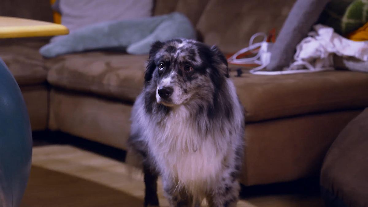 Das erste Aufeinandertreffen: Fühlt Oskar sich mit Emil wohl?