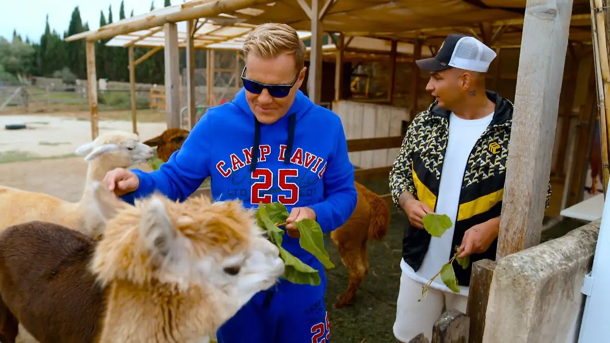 Neue Kandidaten!: Die Lama-Boyband