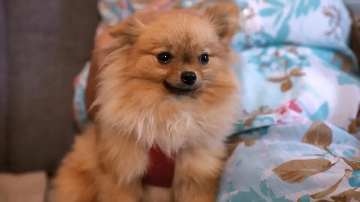 Einsamkeit ist vorbei: Bei Tula war es Liebe auf den ersten Blick