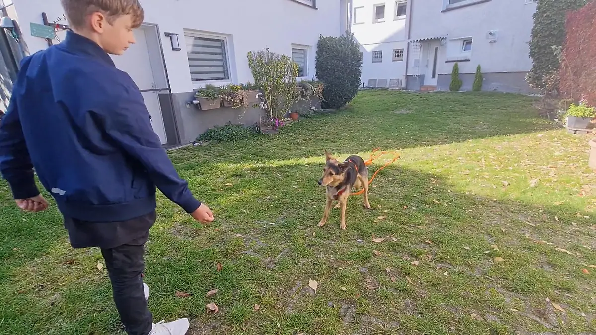 Charlies Entwicklung: Vom Angsthund zum normalen Familienhund