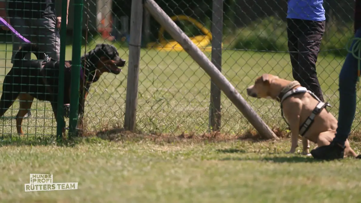 Viel Training nötig: Linda kann andere Hunde nicht einschätzen