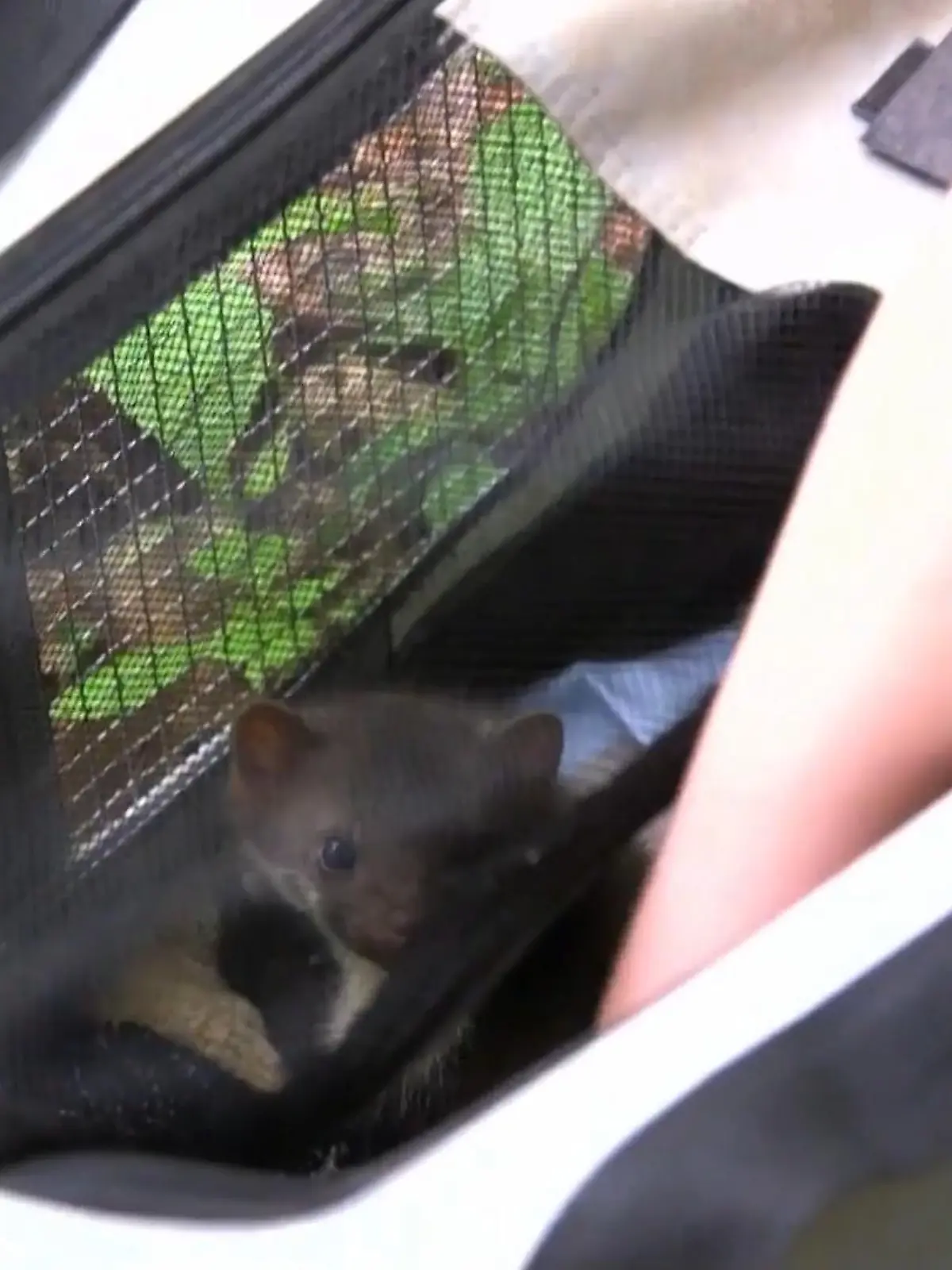 Ein neues zu Hause: Der große Tag ist gekommen