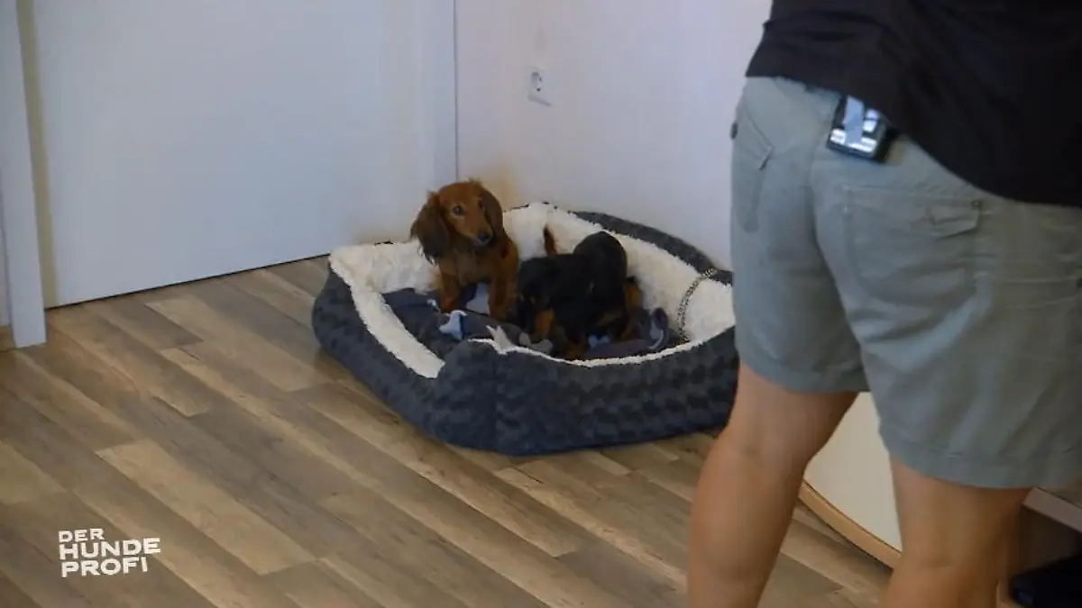 Zufallstreffer?: Bella und Diva sind ganz ruhig