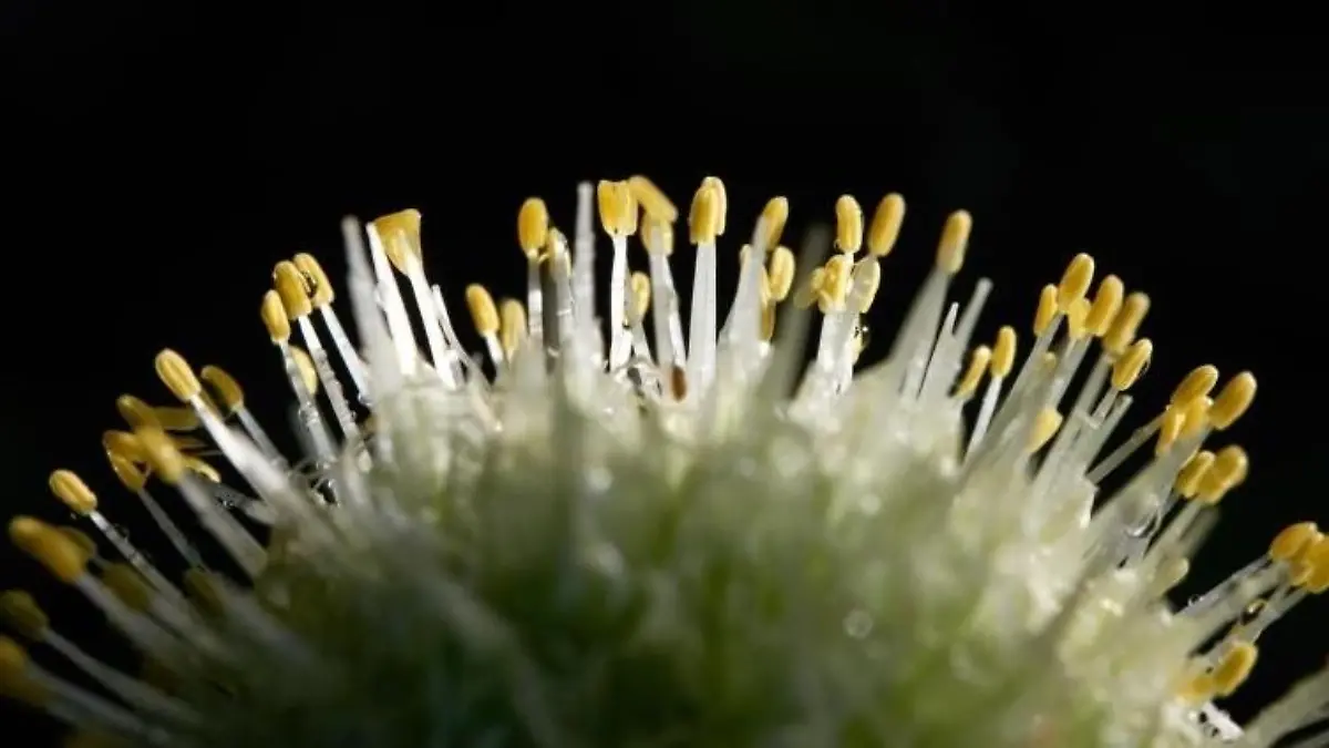 So gehen Sie gegen den Pollen-Wahnsinn an: Pollen-Explosion - alles ist ...