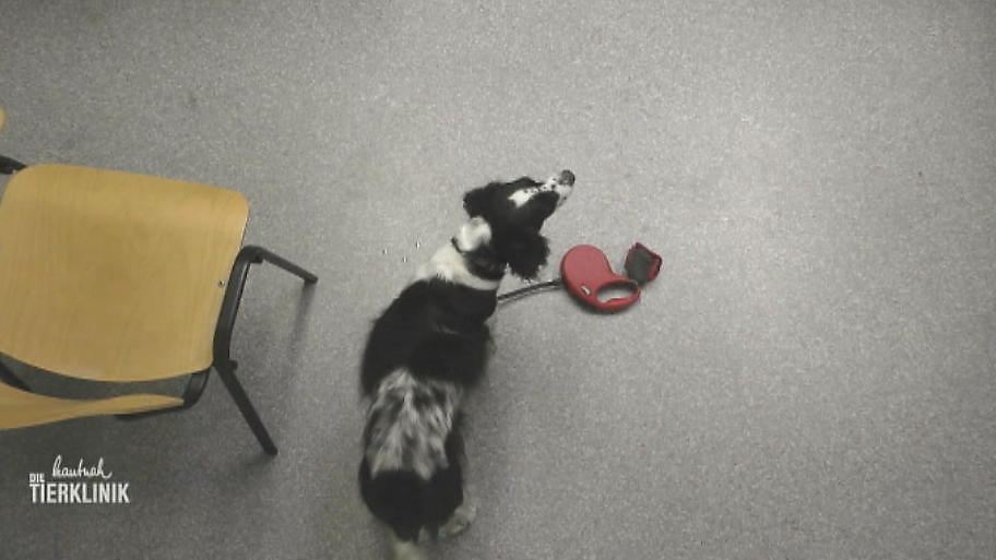 Alles draußen?: Jule hatte Schokolade verschluckt