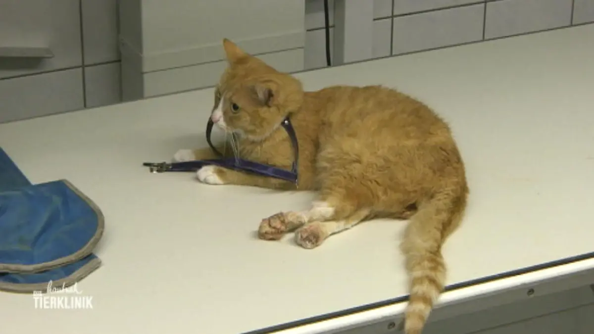 "Hier kommt jede Hilfe zu spät": Wie geht es mit Paulchen weiter?