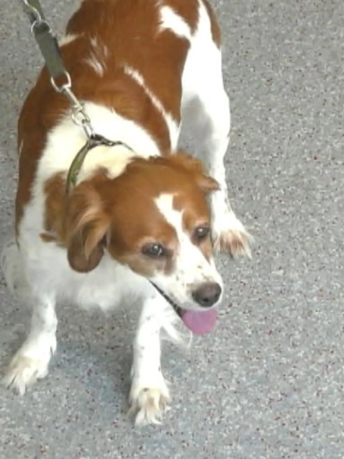 Entzündete Gebärmutter: Mops Lotti muss operiert werden