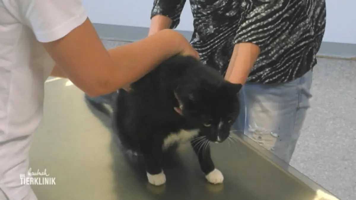 Ziemlich aggressiver Patient: Kater Max hat keine Lust auf die Untersuchung