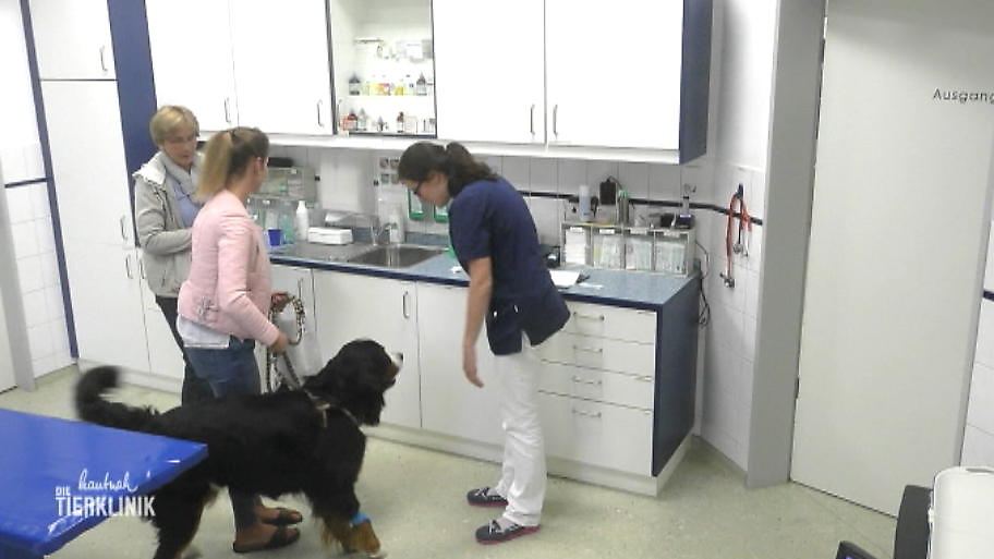 Schlimmer Verdacht: Hat Berner Sennenhund Jimmy eine unheilbare ...