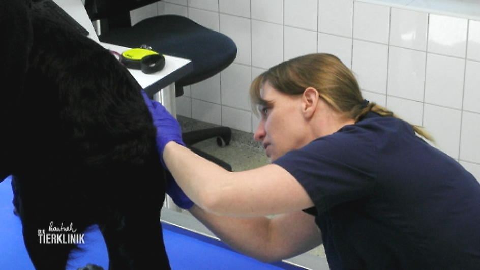 Schmerzhafte Beule am Hinterbein: Mischling Thyson hat eine merkwürdige ...