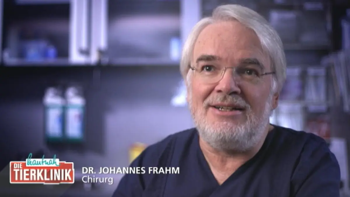 Kater Paul – Ein alter Bekannter: Dr. Frahm findet einen großen Abszess ...