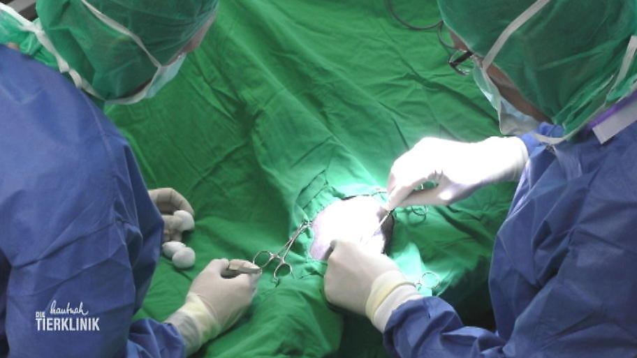 Kreuzband-OP bei Branko: Dr. Müller muss Implantate einsetzen