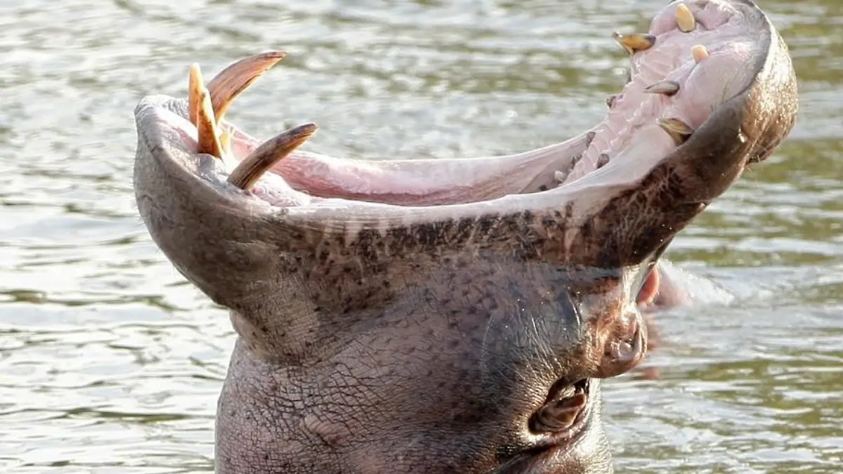 Die Größe zählt: Big is beautiful