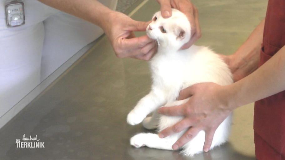 Katzen-Baby Snowball: Vireninfektion und fehlender Impfpass