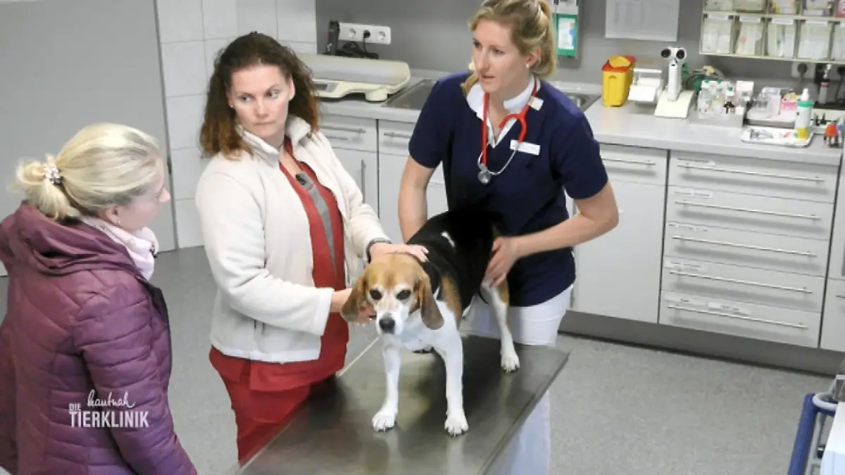 Sorge um Hündin Bella: Beagle Bella hat starke Bauchschmerzen