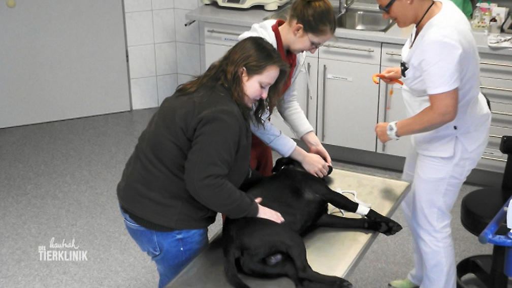 Führt zu viel Blut zur Ohnmacht?: Kastration bei Kalle