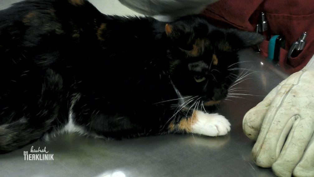 Der erste Eindruck bewahrheitet sich: Amy hat wohl ein chronisches Problem