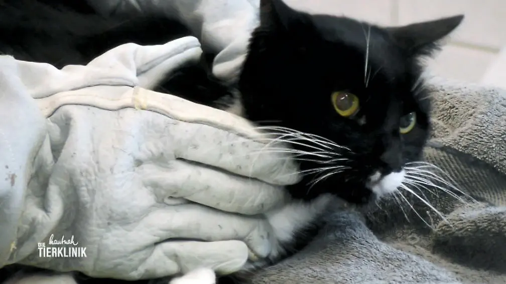 Günni ist als Kampfkater in der Tierklinik schon bekannt: Kater Günni ...