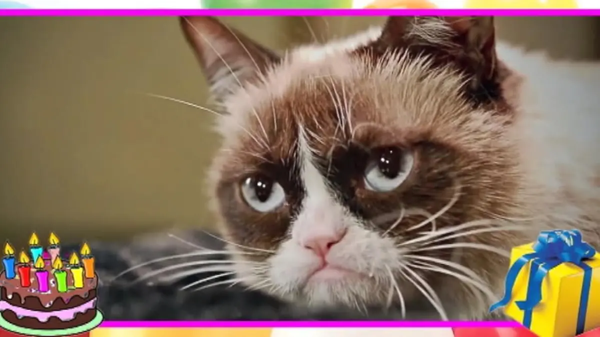 Grumpy Cat wird 2