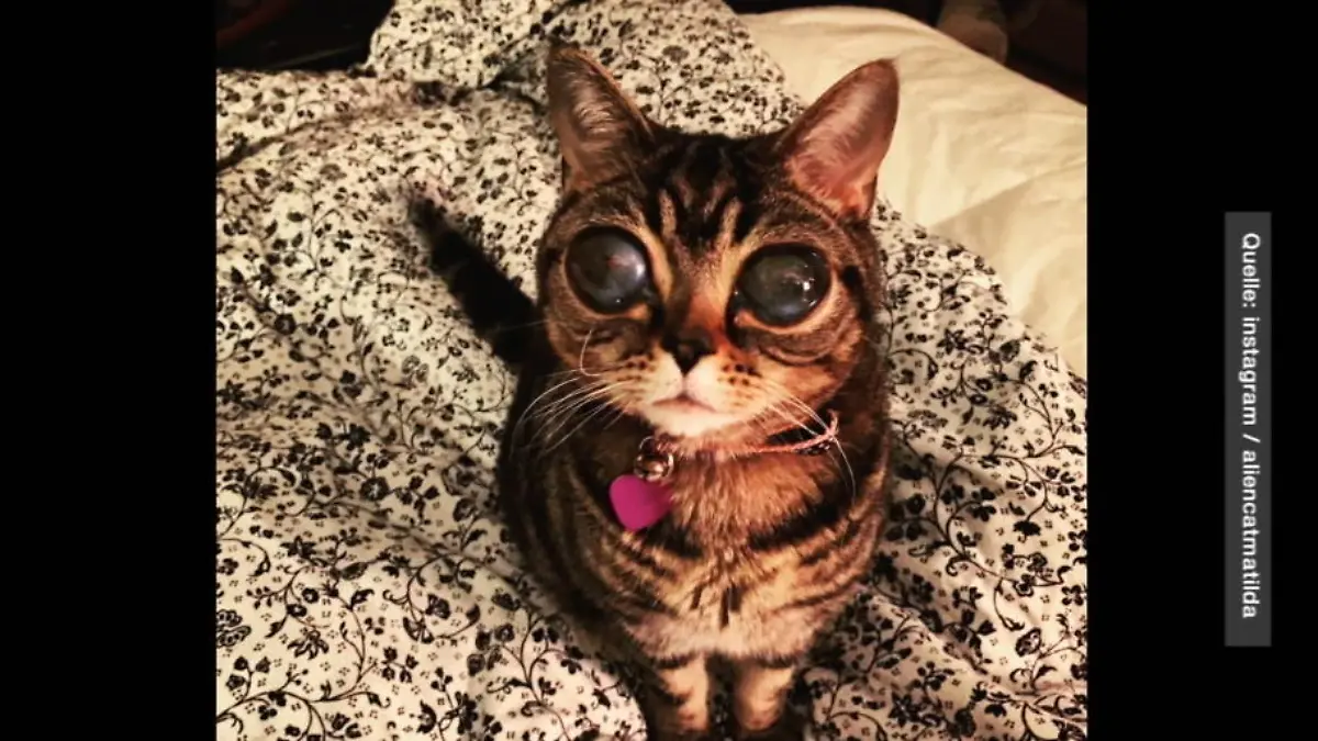 Mathilda ist ein richtiger Instagram-Star!: Alien-Cat: Katze hat Augen ...
