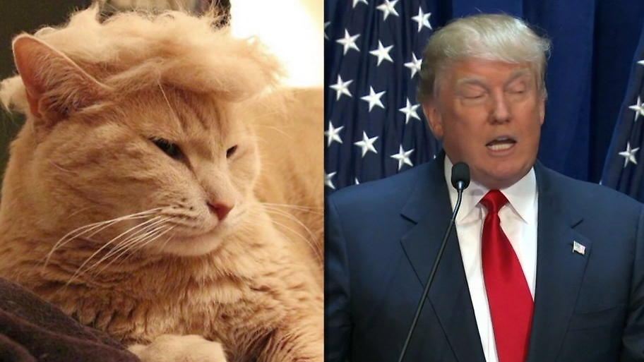 Der neue Trend in den USA: Trump-Toupet für Katzen