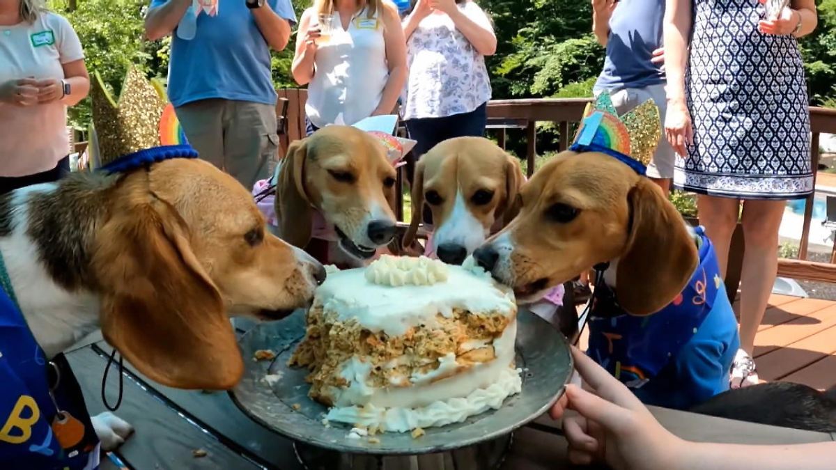 Nach Rettung aus Forschungslabor: Süße Party! Beagle feiern ihr erstes ...