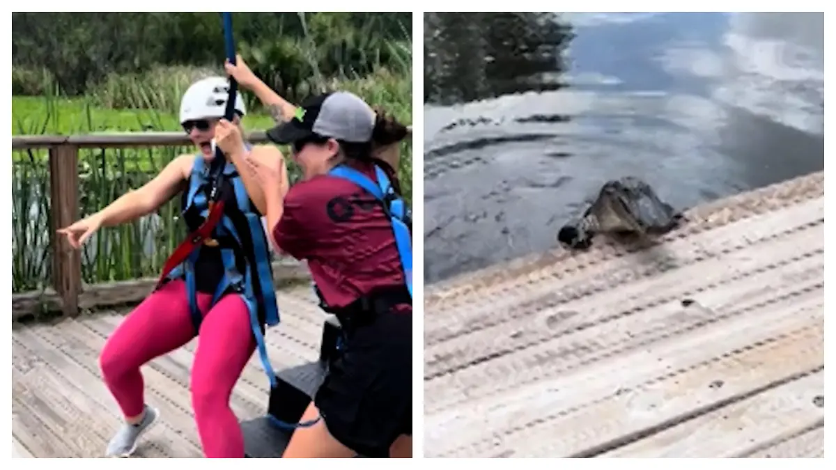 Pinker Po macht Kroko froh! Alligator-Alarm bei Zipline-Fahrt