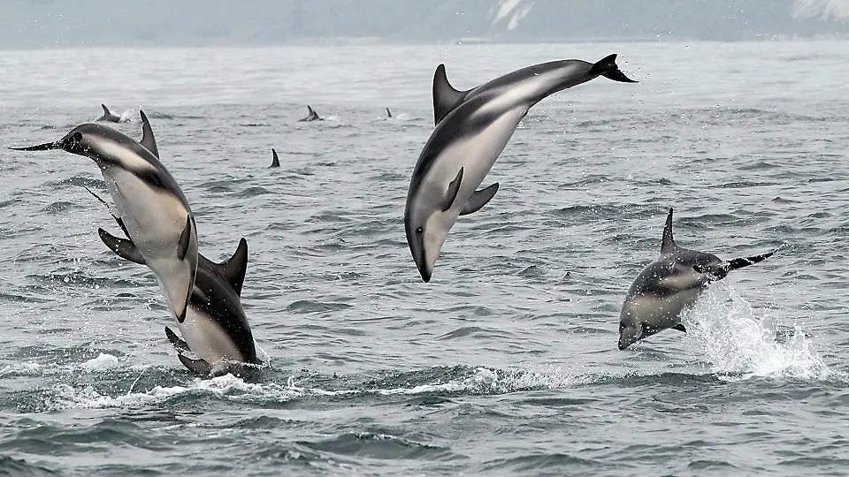 Delfin: Alle News & Infos