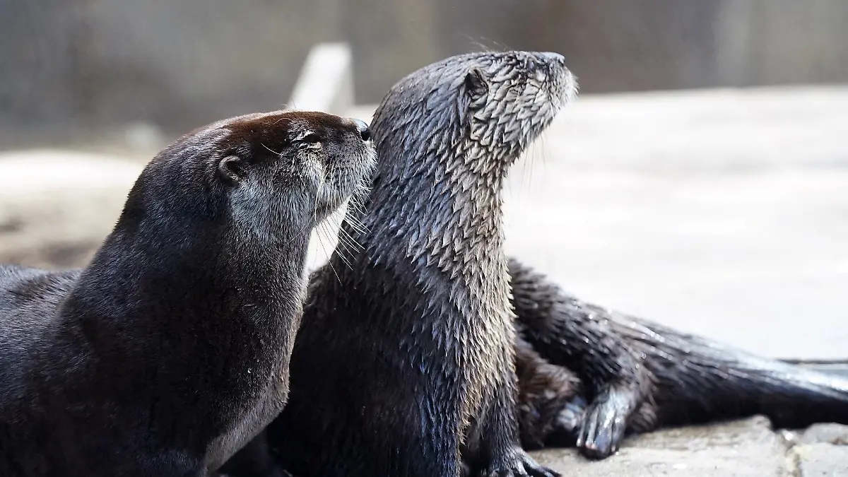 Robbe: Alle News & Infos