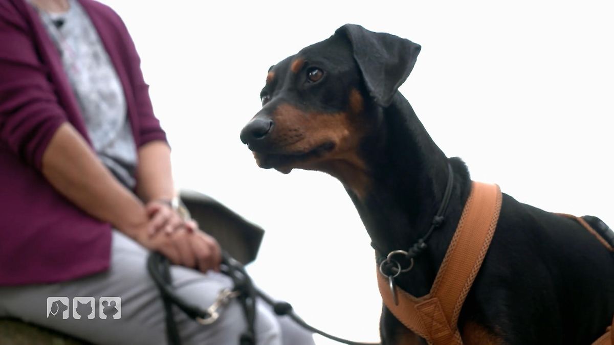 Nicht mehr zu halten: Hündi Fibi ist leidenschaftliche Jägerin
