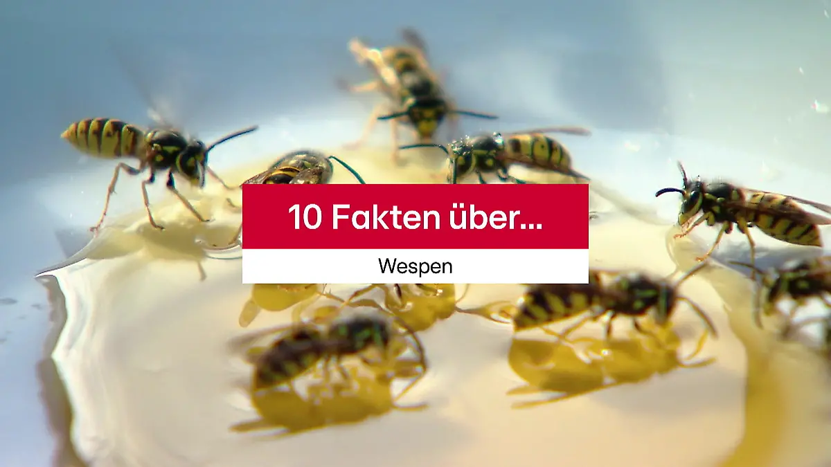 Zehn Fakten über Wespen: Das solltet ihr über die gelb-schwarzen ...