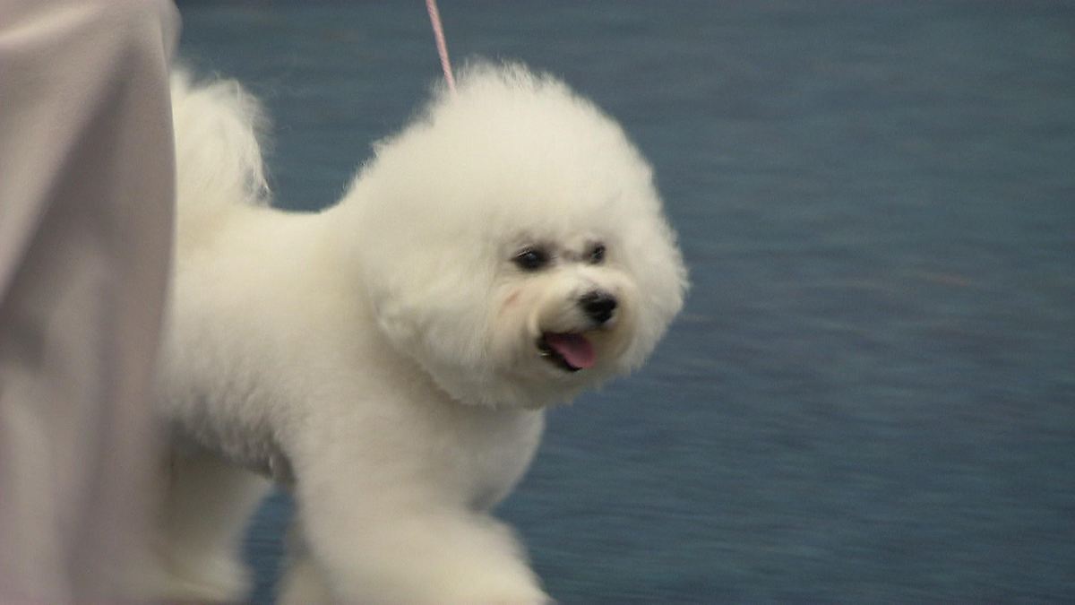 Dortmund: Vierbeiner bei der Messe „Dogs and Fun“