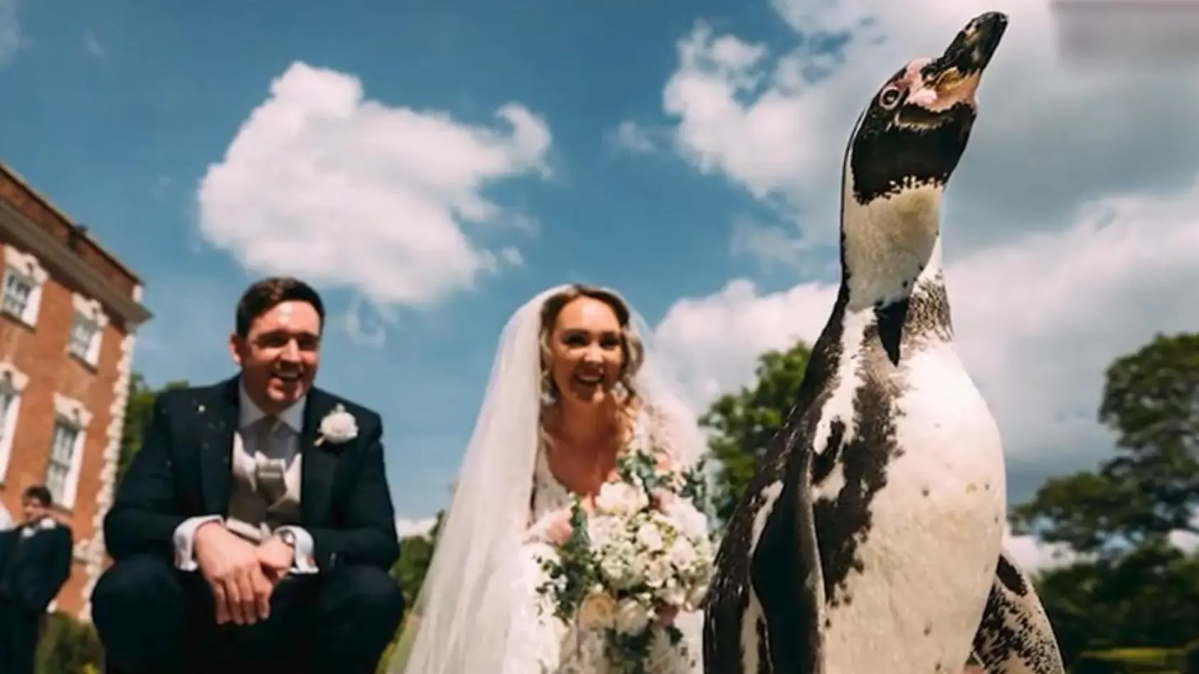 Passend im Frack!: Pinguin überreicht Brautpaar Eheringe