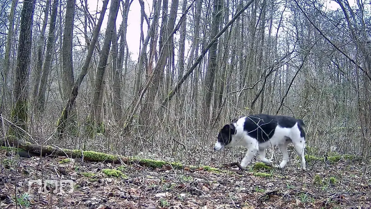 Verloren im Wald: Rüde Eric wird vermisst