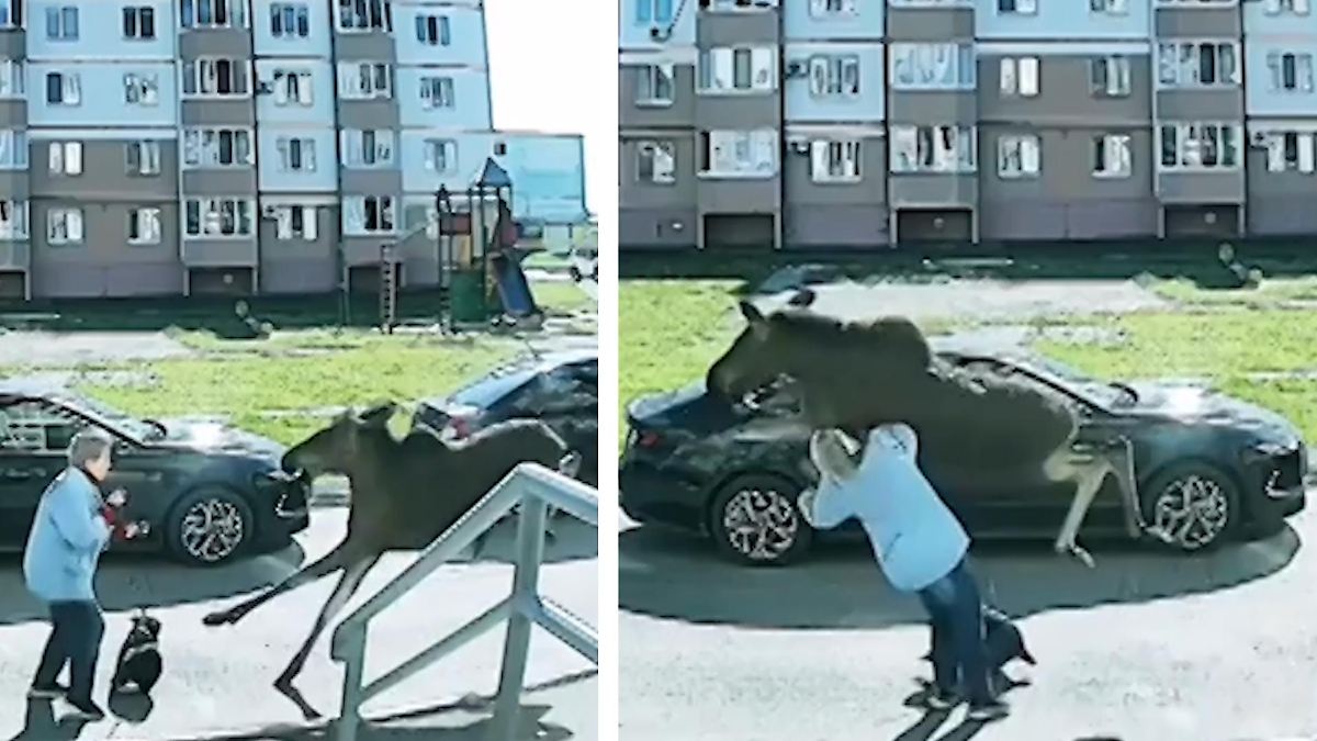 Während Gassi-Runde mit Mops! Aggro-Elch nietet Seniorin um