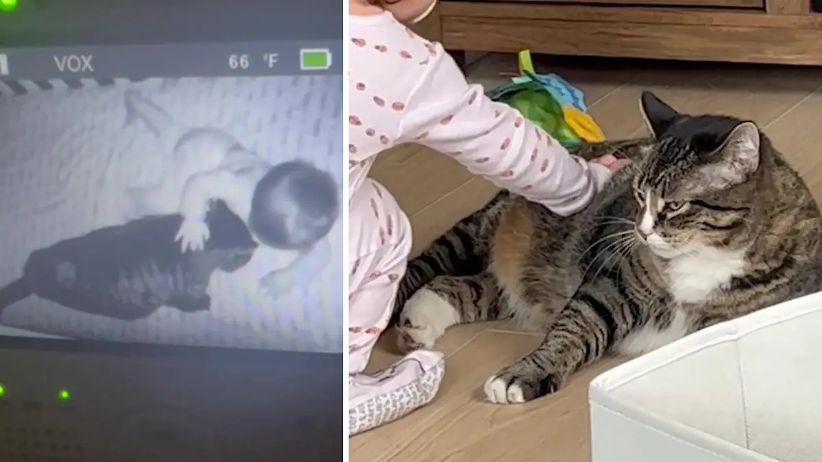 All ihre Kätzchen sind tot!: Baby Emma gibt Katze Callie neuen Lebensmut