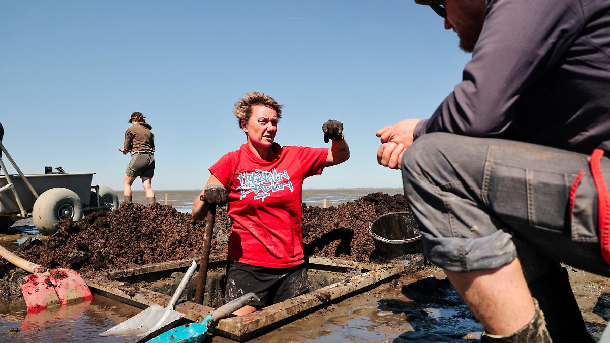 Rungholt in der Nordsee - Forscher buddeln deutsches Atlantis aus