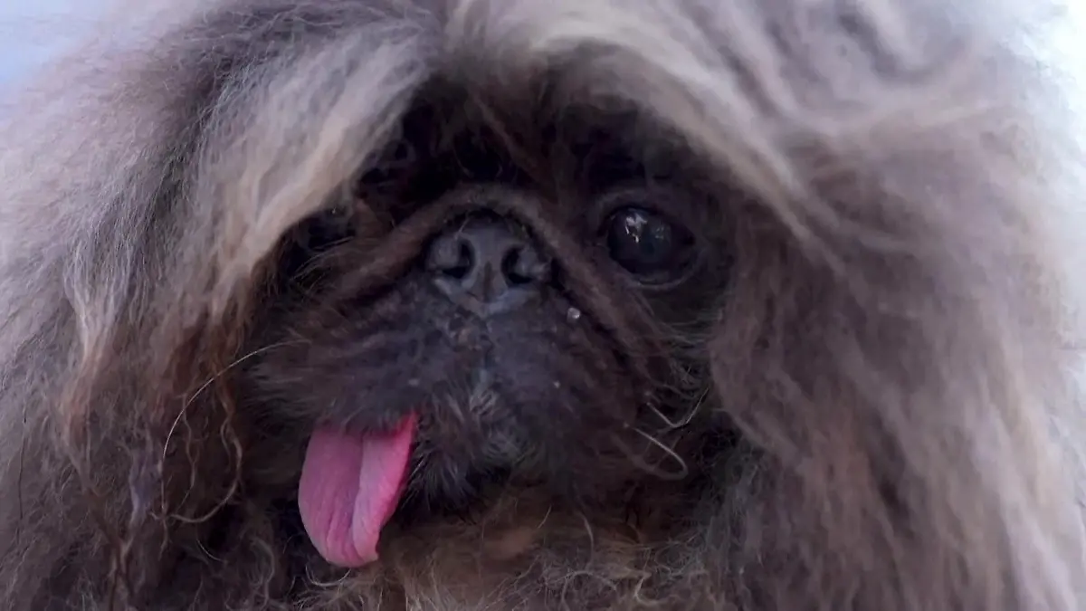 Wau, was ‘ne Frise! Wild Thang ist der hässlichste Hund der Welt